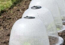 Garden Cloche | Plant Covers | Growing Seedlings - Cloche.com.au