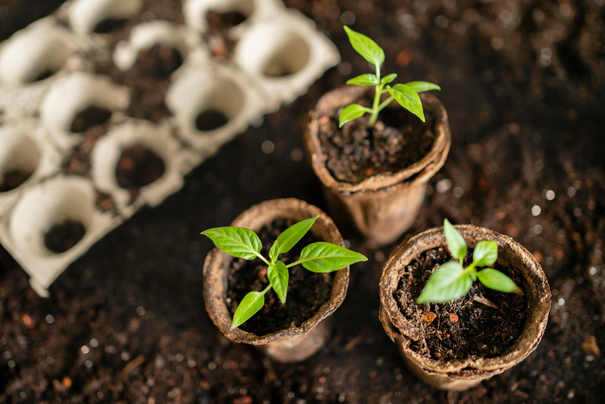 Planting Seedlings with Care: A Step-by-Step Guide - Cloche.ccom.au